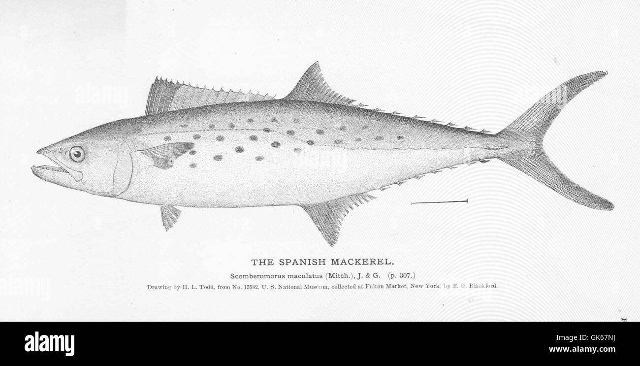 The Spanish Mackerel, a species of fish found in the western Atlantic ...