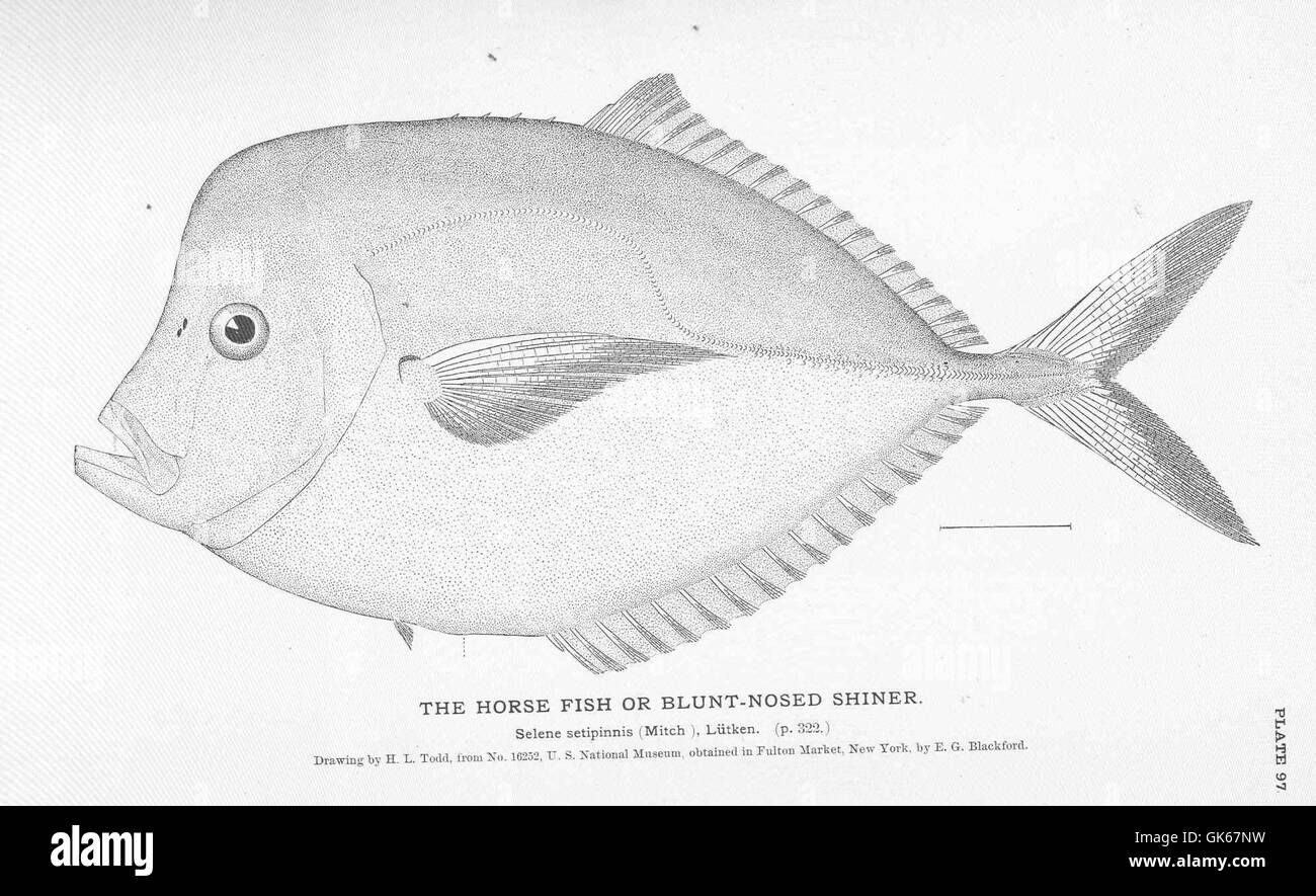 Horse fish Black and White Stock Photos & Images - Alamy