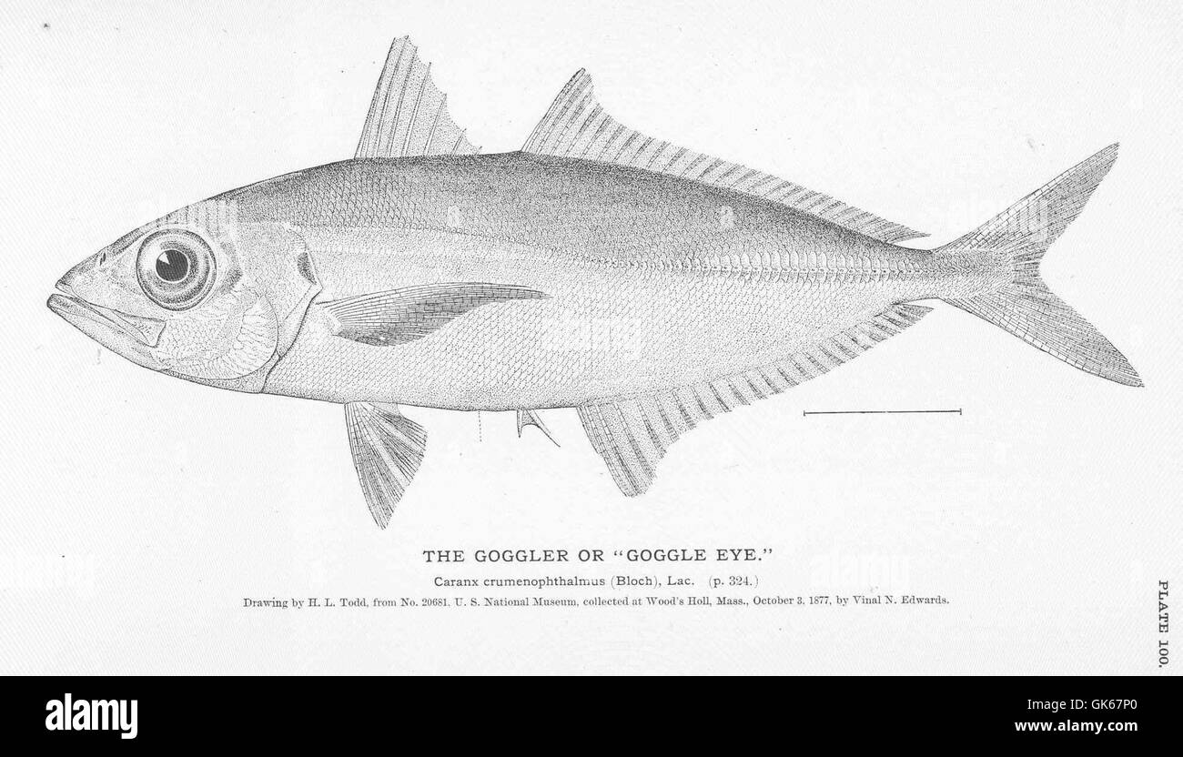 Species common name Black and White Stock Photos & Images - Alamy