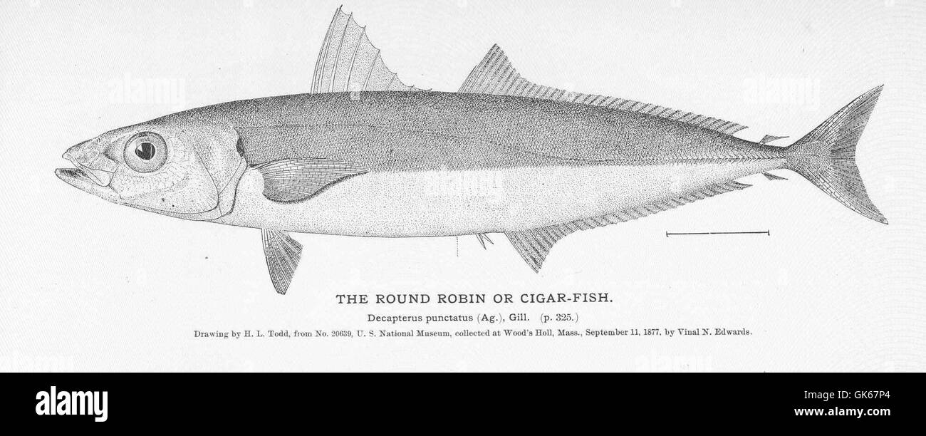 The round robin, also known as the cigar-fish, is shown. This species ...