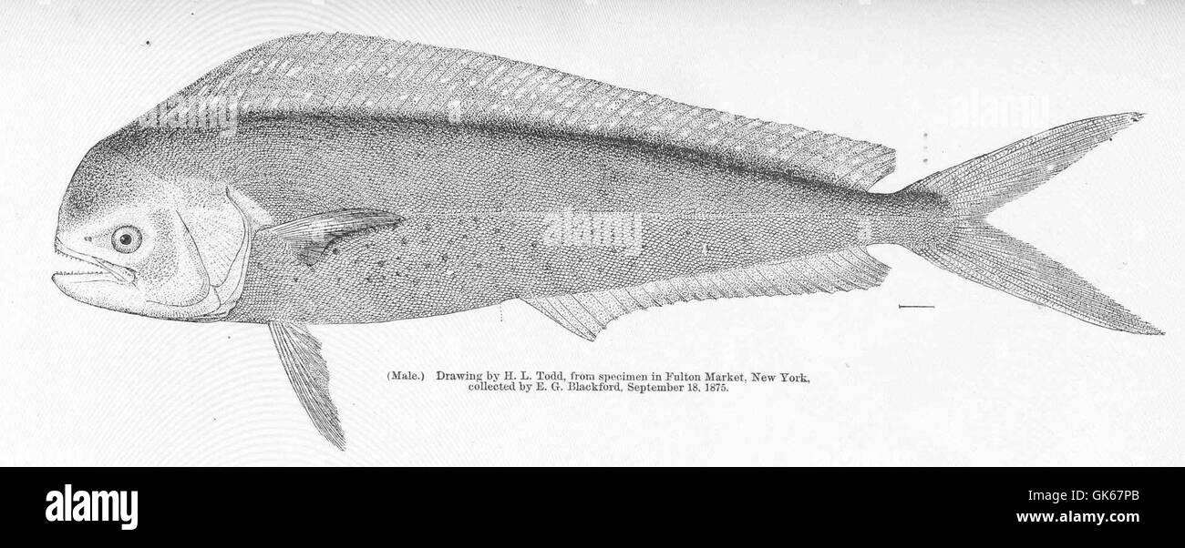 Dolphin illustration vintage Black and White Stock Photos & Images - Alamy