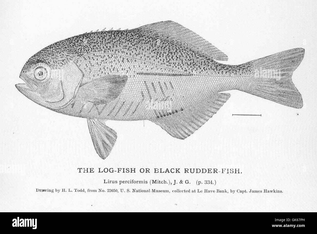 50969 Log-Fish or Black Rudder-Fish Stock Photo - Alamy