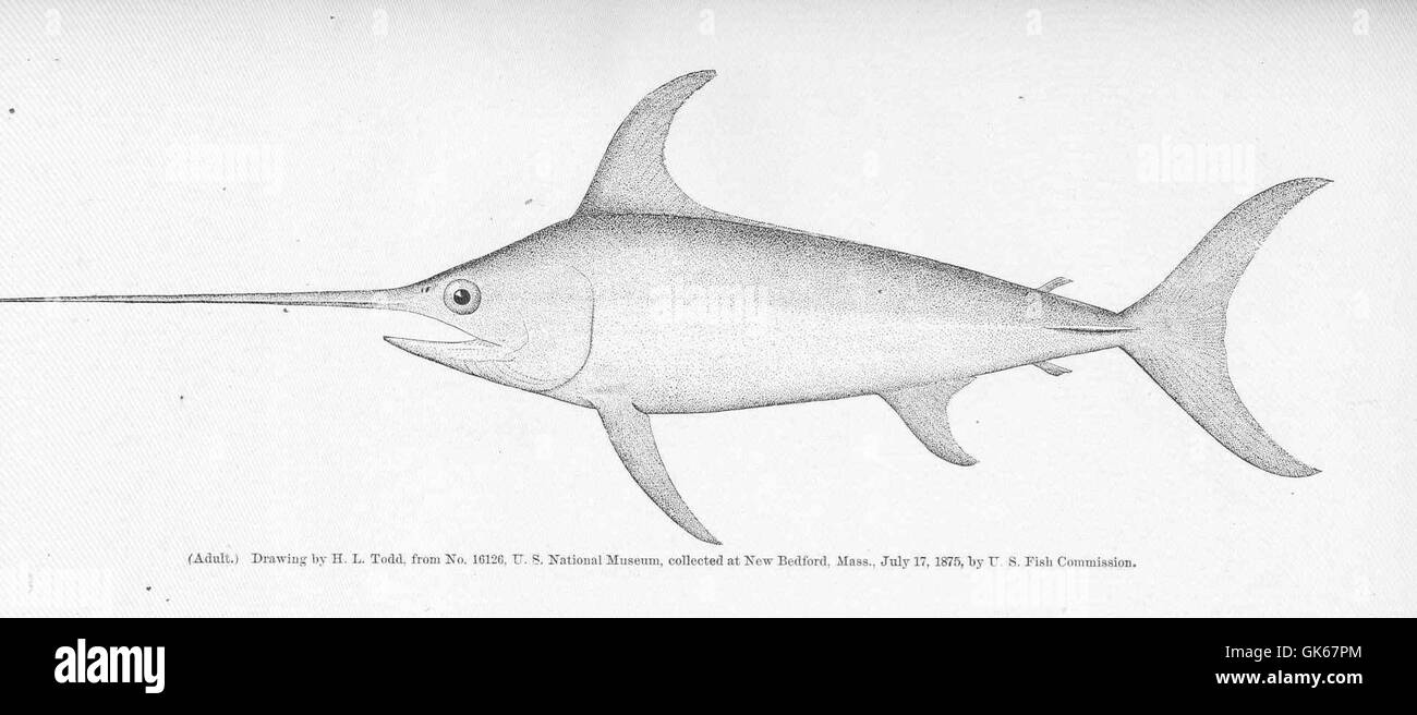 The adult swordfish is a large predatory fish known for its distinctive ...