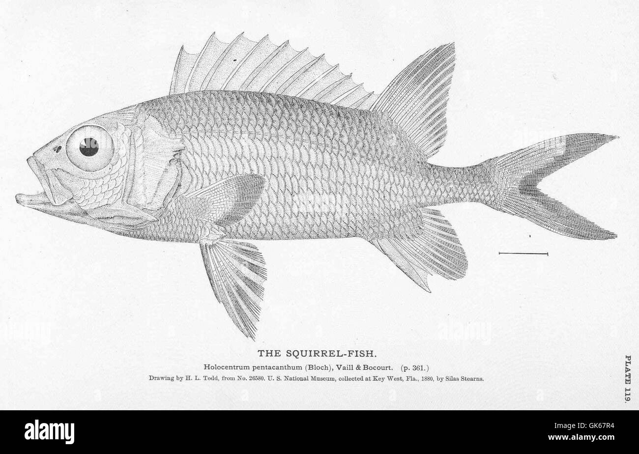 Squirrel anatomy Black and White Stock Photos & Images - Alamy