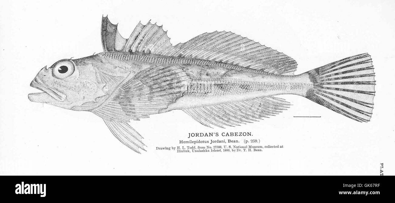 Jordan's Cabezon is a species of fish native to the Pacific Ocean ...