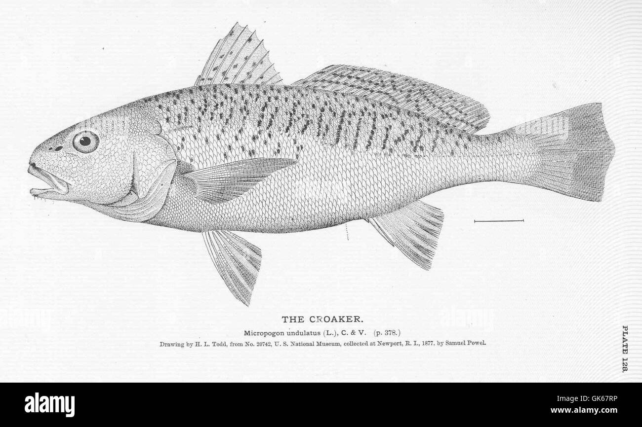 Croaker Black and White Stock Photos & Images - Alamy