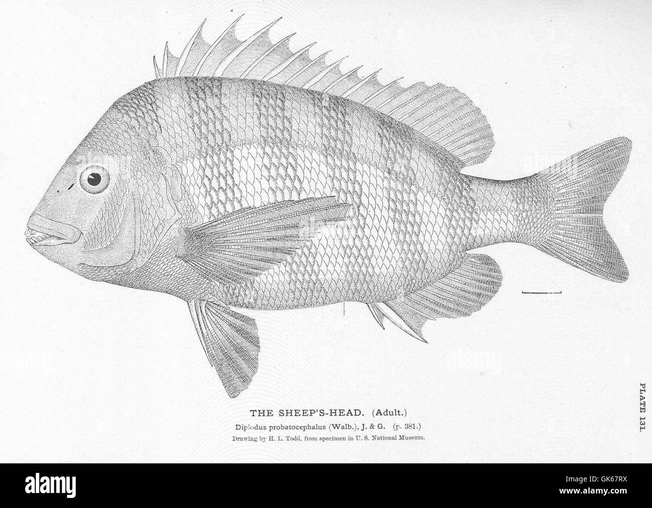 Fishing in the gulf of mexico Black and White Stock Photos & Images - Alamy