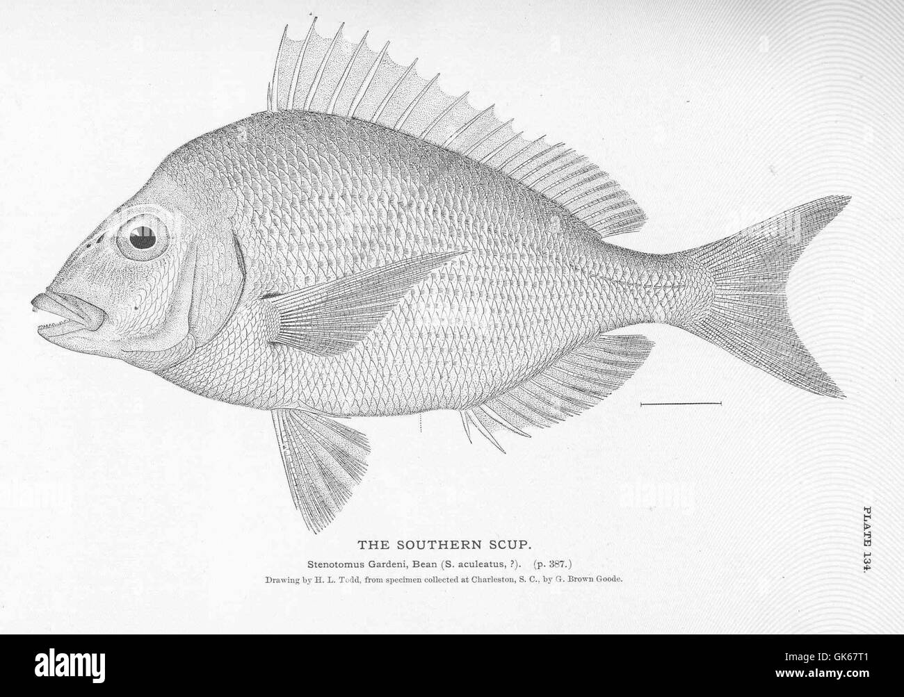 Scup hi-res stock photography and images - Alamy