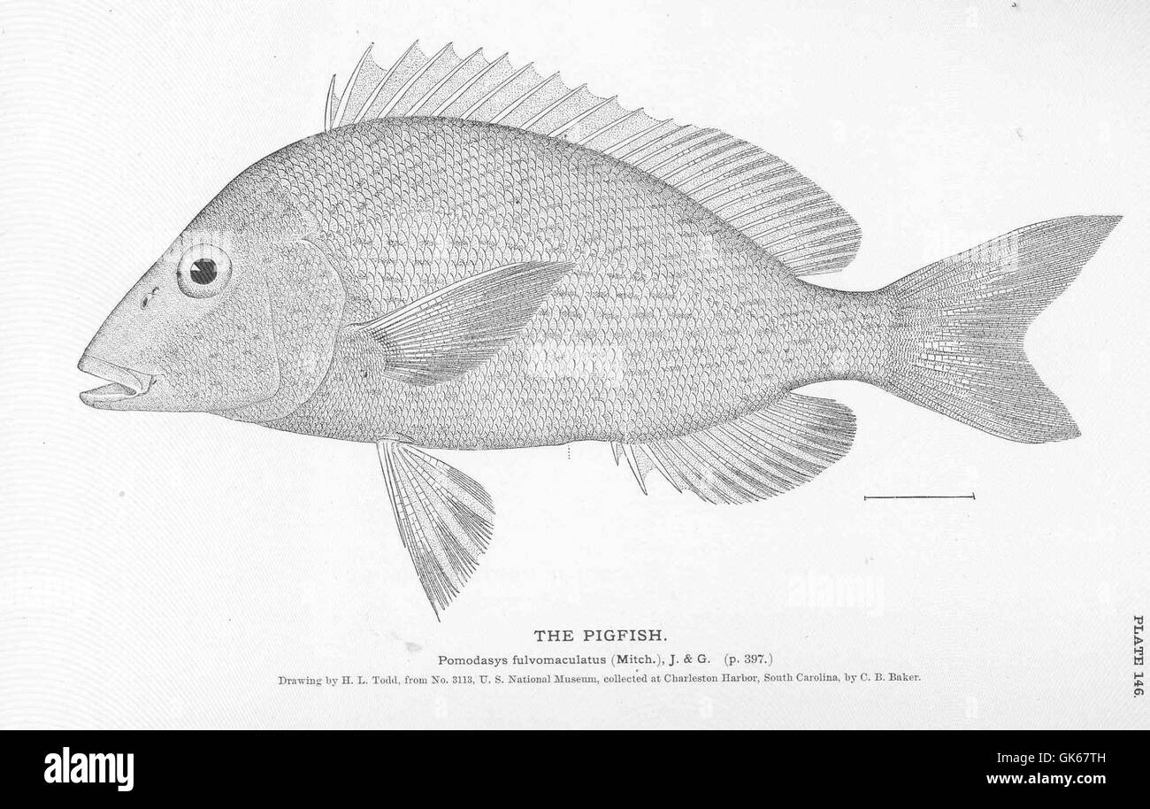 Pigfish hi-res stock photography and images - Alamy