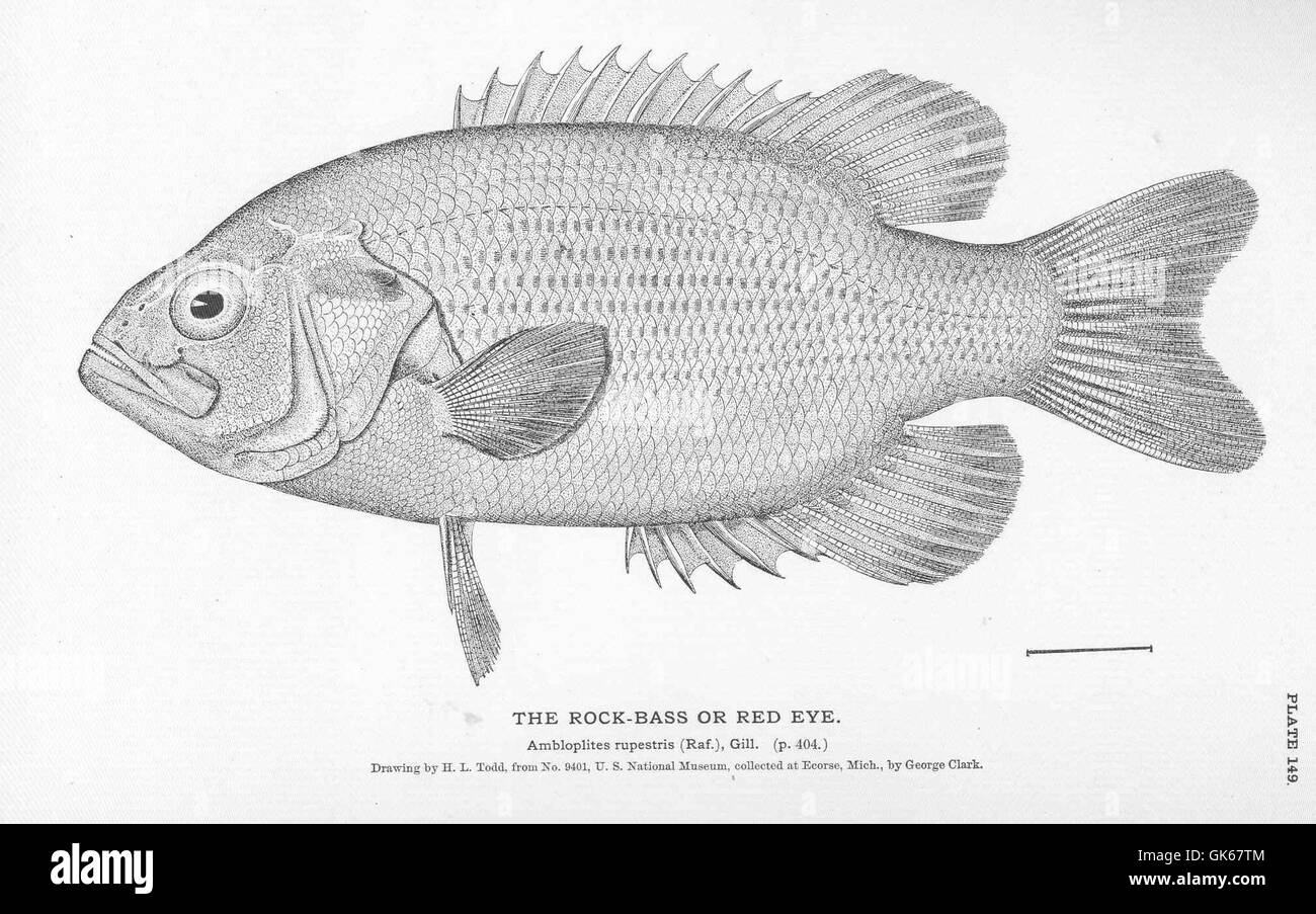 Bass fishing species Black and White Stock Photos & Images - Alamy