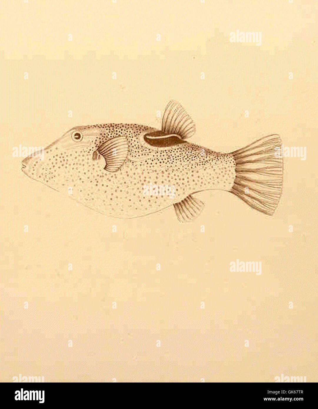 Tetrodon Ocellatus, commonly known as the spotted pufferfish, is a ...