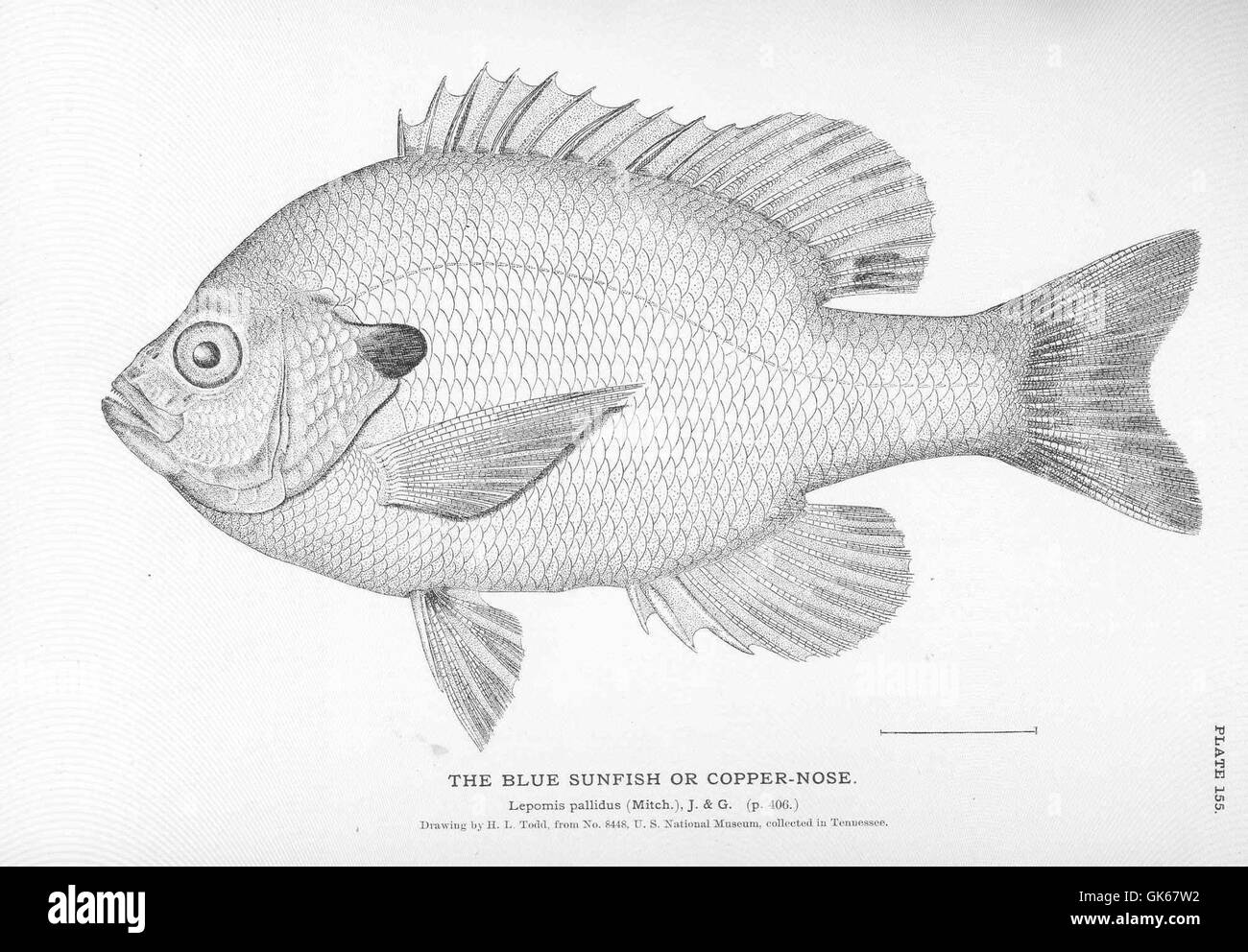 Sunfish identification Black and White Stock Photos & Images - Alamy