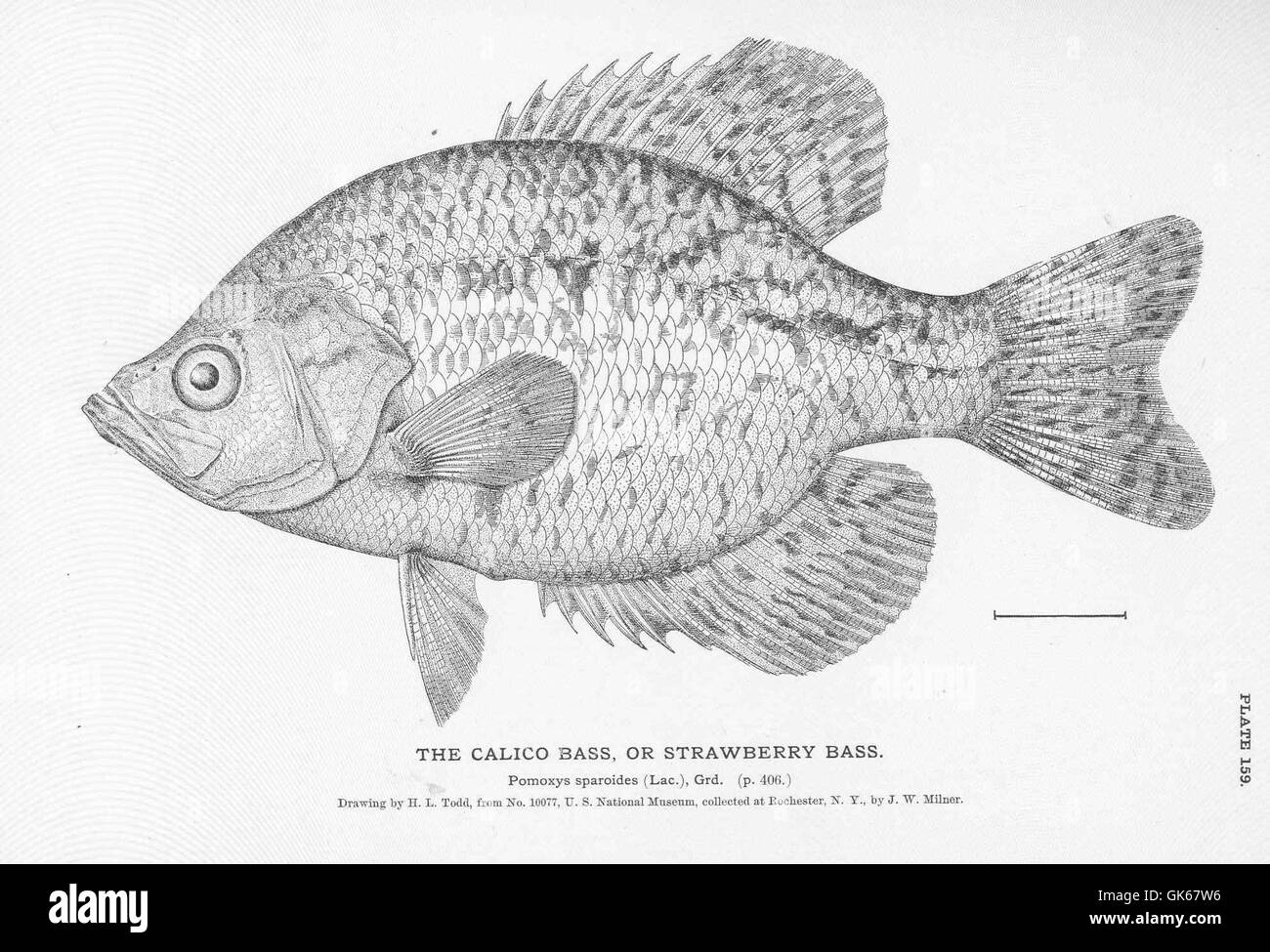 Calico bass hi-res stock photography and images - Alamy