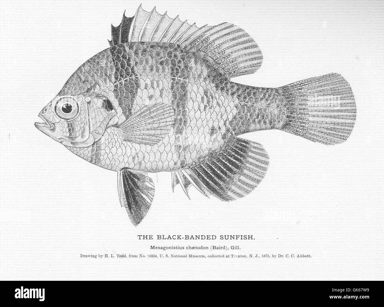 Black banded sunfish hi-res stock photography and images - Alamy