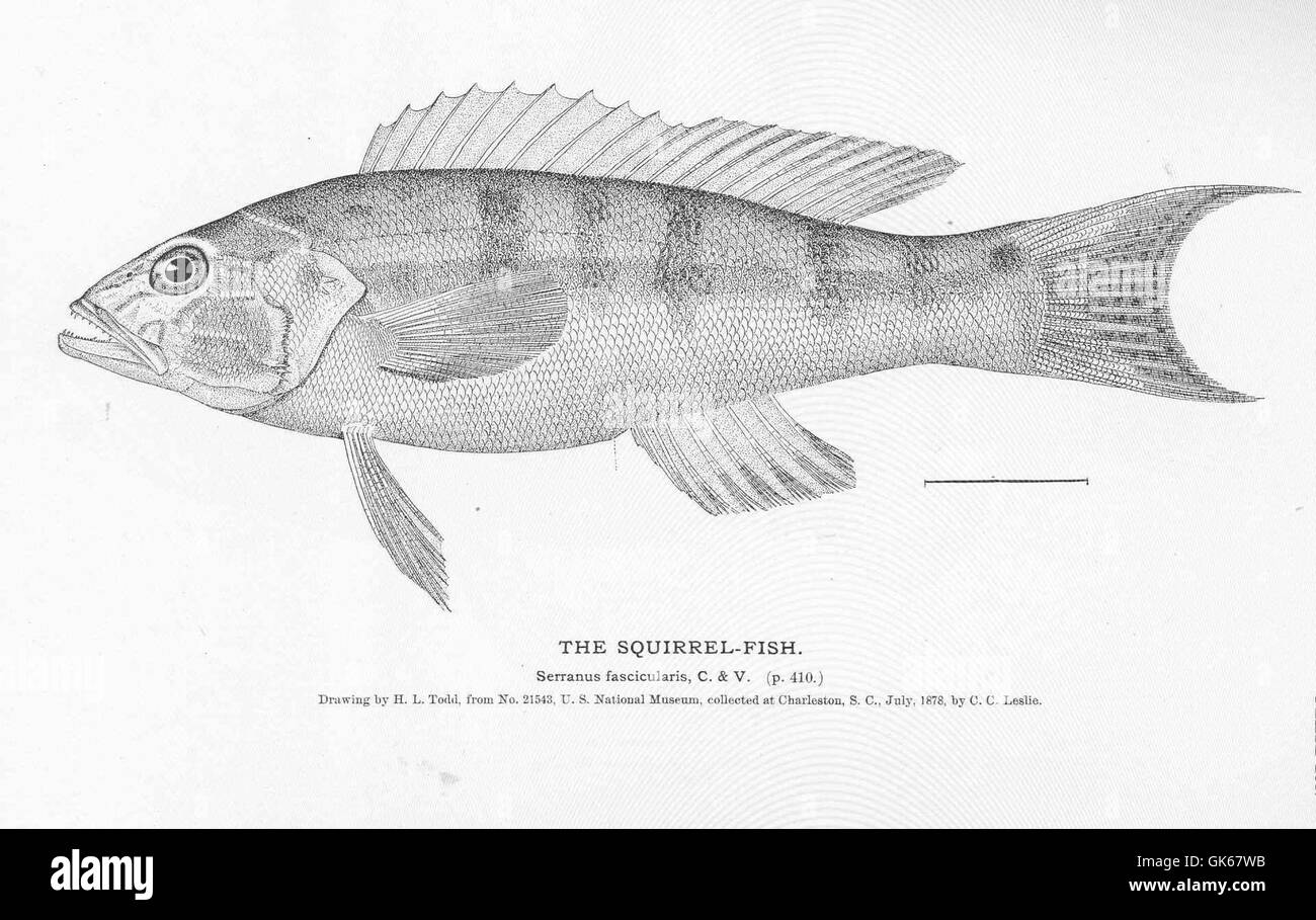 The squirrel-fish is a small, nocturnal fish species known for its ...