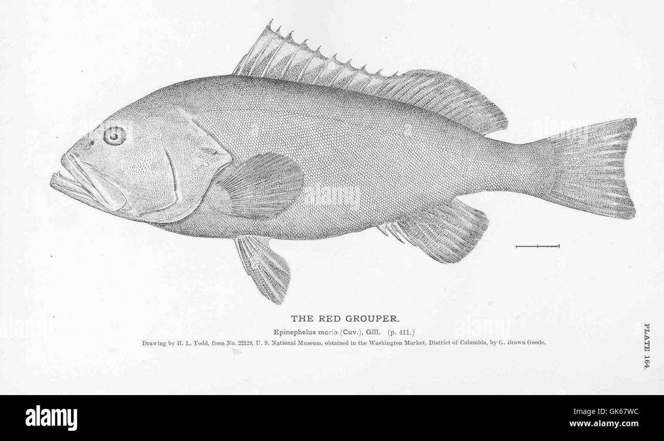 Red grouper epinephelus morio hi-res stock photography and images - Alamy