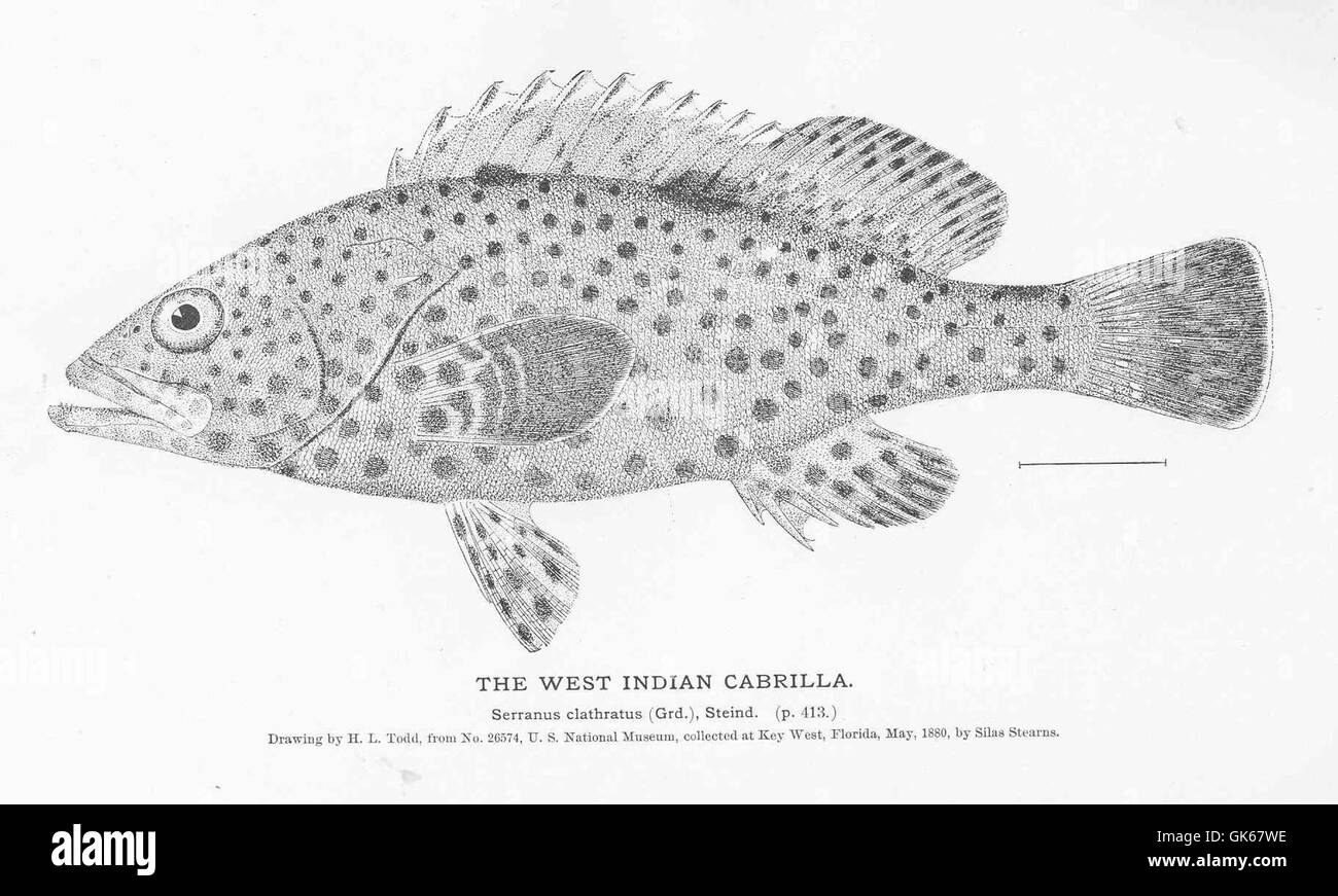 The West Indian Cabrilla, a species of fish native to the Caribbean ...
