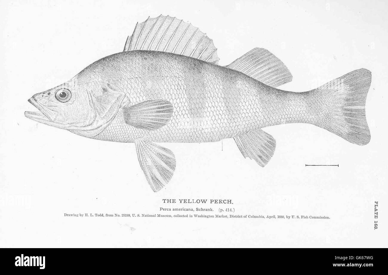 Yellow perch fish Black and White Stock Photos & Images - Alamy