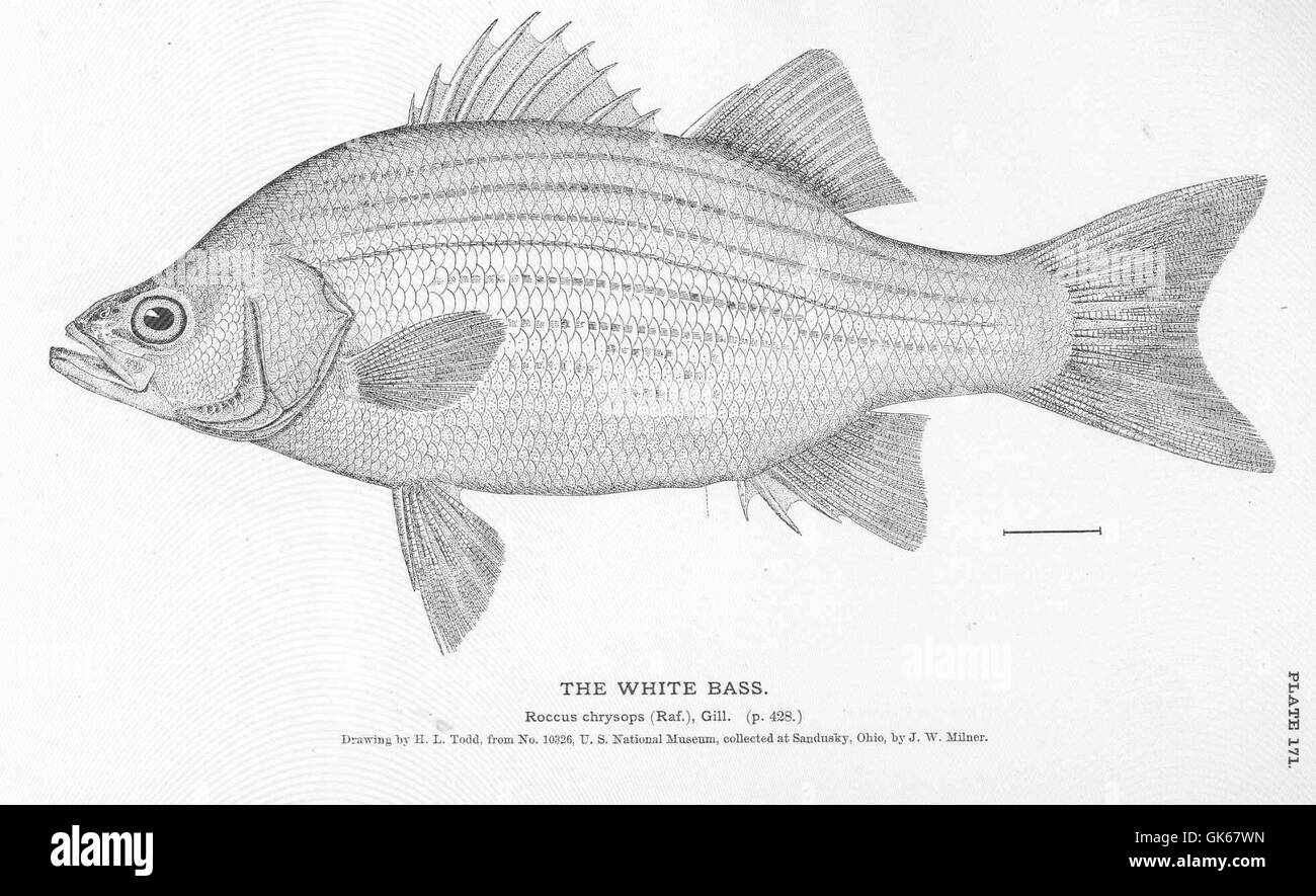 Bass cover Black and White Stock Photos & Images - Alamy