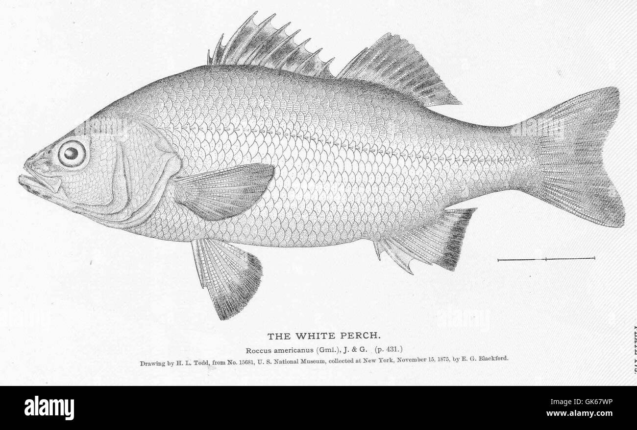 Invasive fish Black and White Stock Photos & Images - Alamy