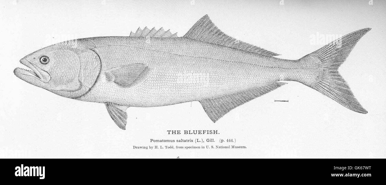 The bluefish (Pomatomus saltatrix) is a predatory fish found in ...
