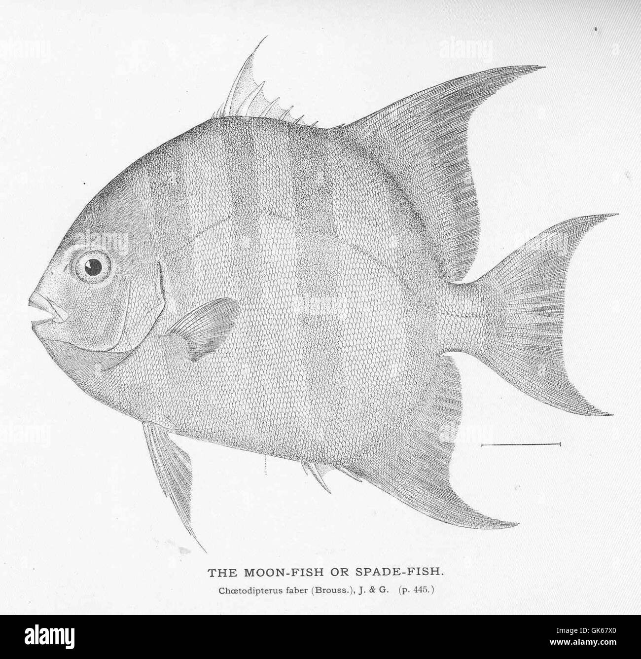 Marine subtropical fish Black and White Stock Photos & Images - Alamy