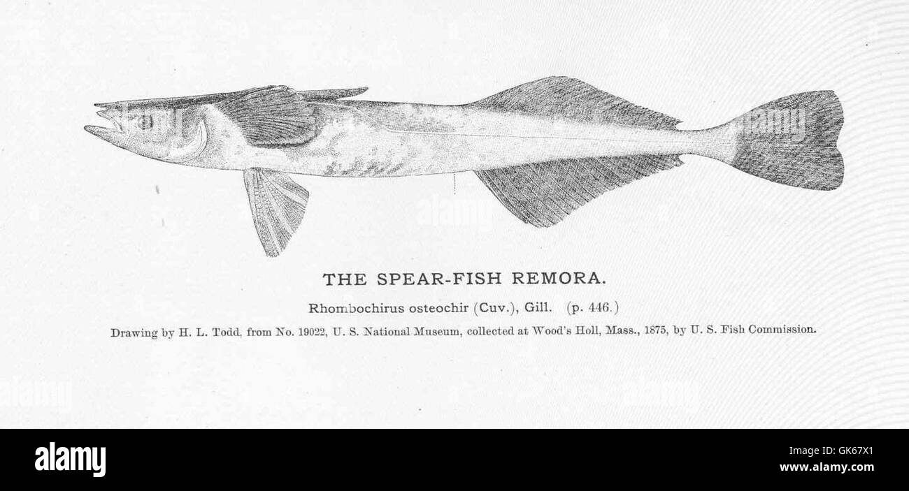 The Spear-fish Remora, a species of fish known for its symbiotic ...