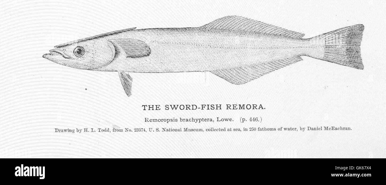 The swordfish remora, a parasitic fish species, attaches itself to ...