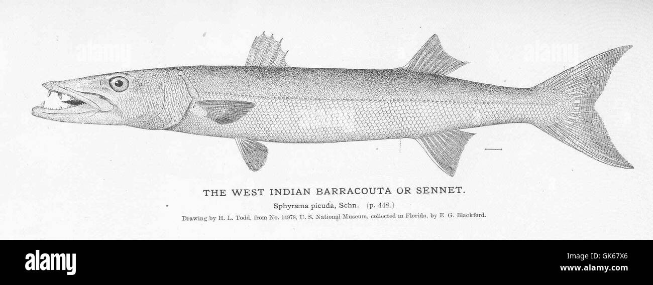 Barracouta Black and White Stock Photos & Images - Alamy