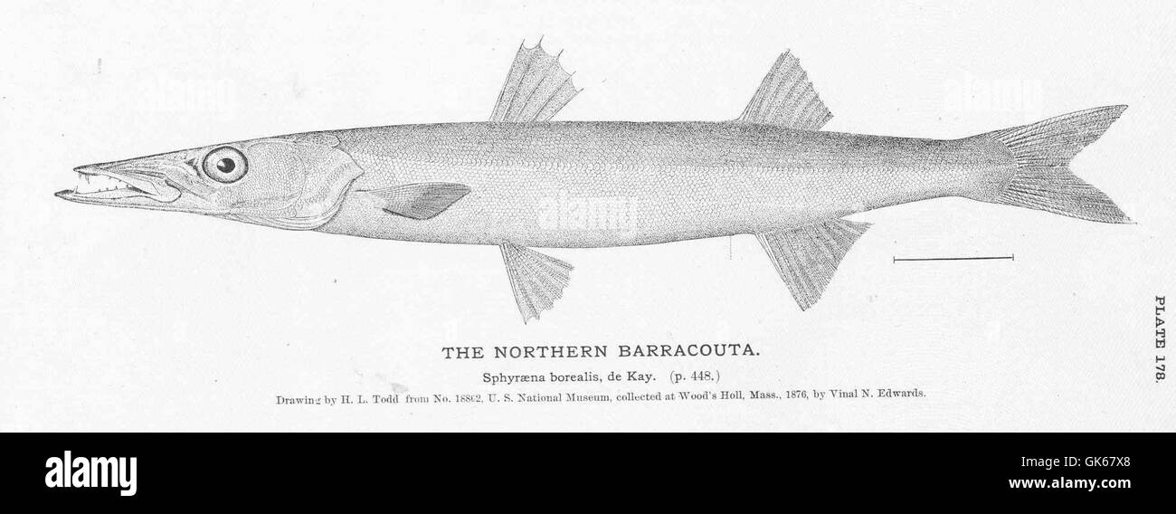 Barracouta High Resolution Stock Photography and Images - Alamy