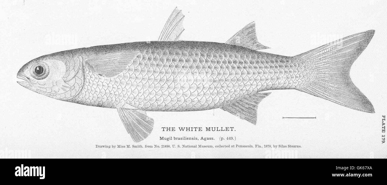 Mullet species Black and White Stock Photos & Images - Alamy