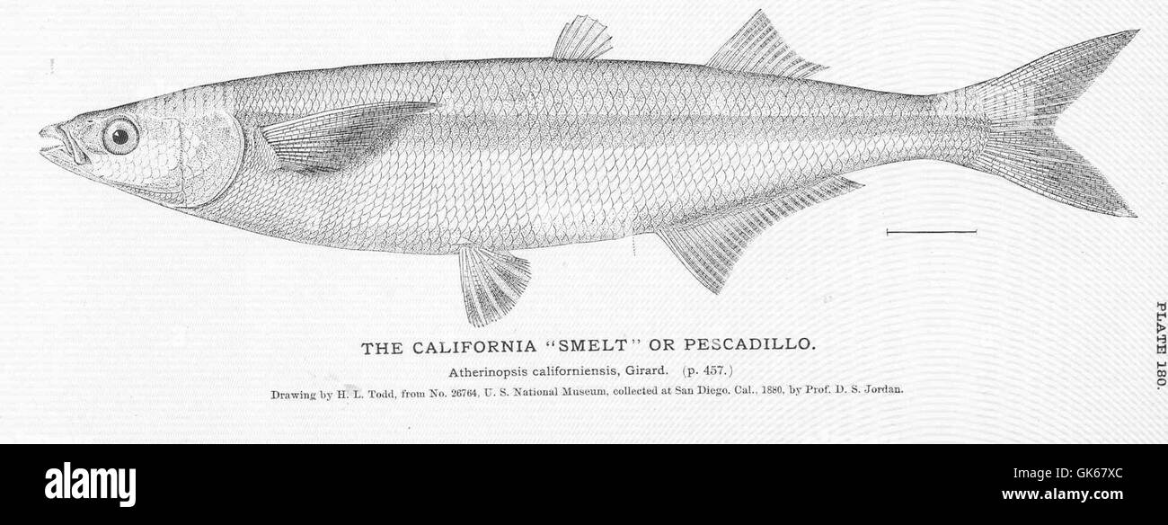 The California Smelt (Hypomesus transpacificus), also known as ...