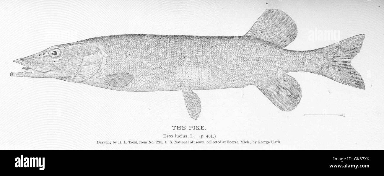 Pike is a species of predatory fish found in freshwater lakes and ...