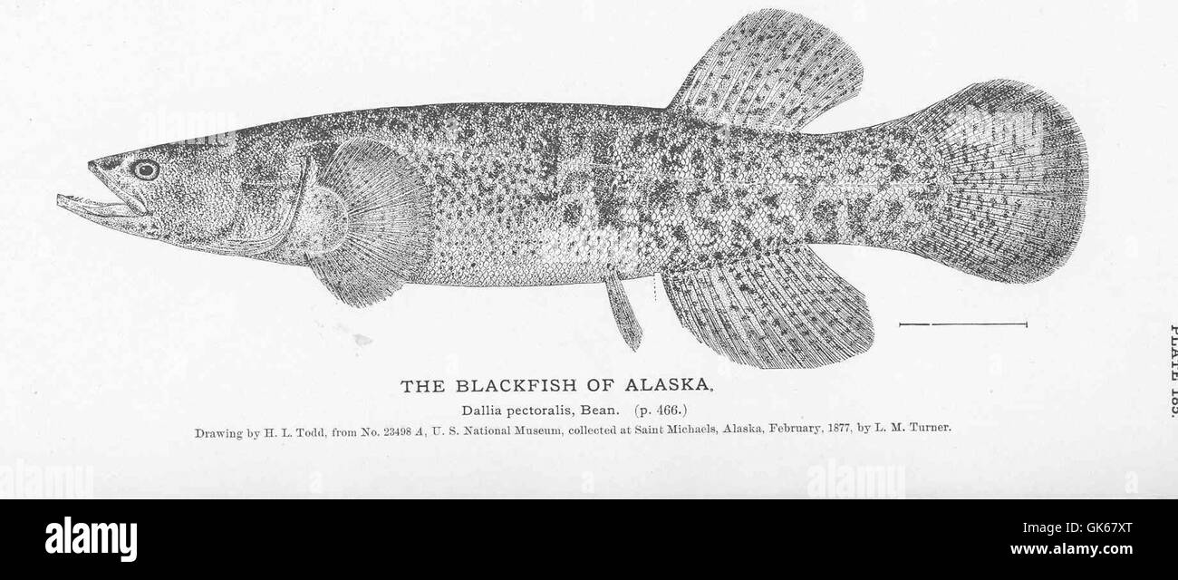 Vintage map of alaska Black and White Stock Photos & Images - Alamy