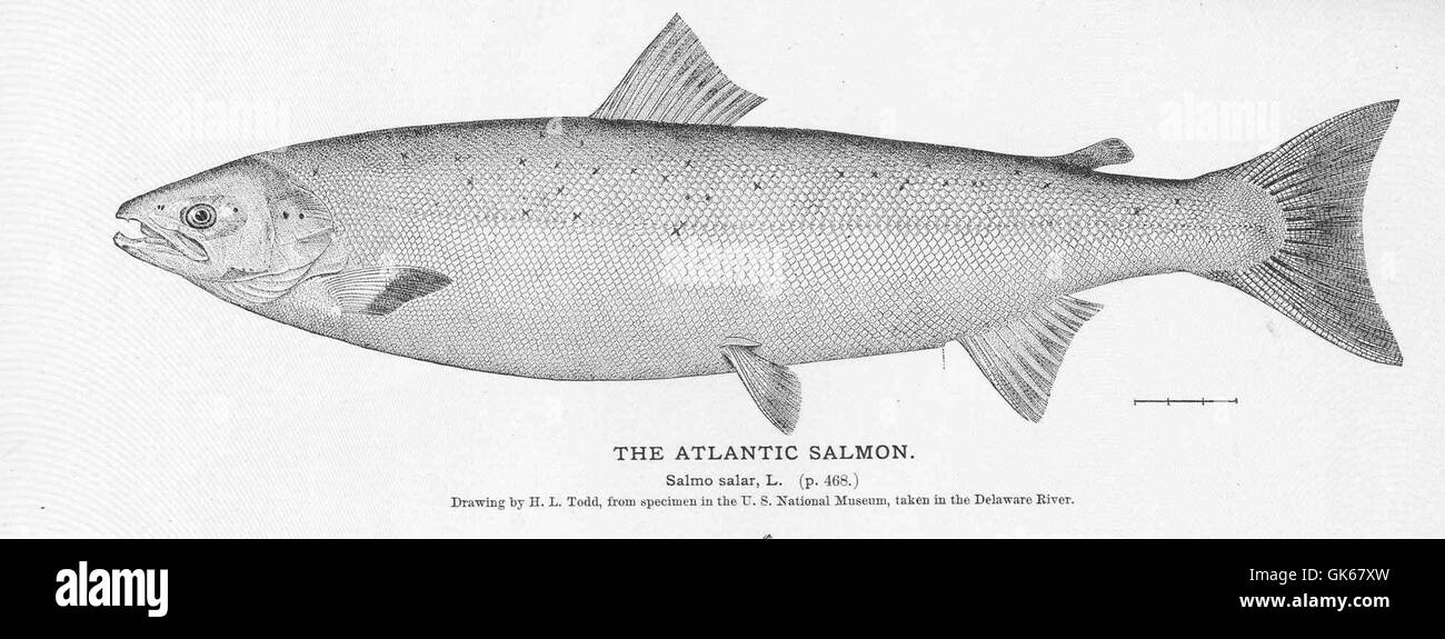 Atlantic Salmon (Salmo salar) is a species of fish native to the North ...