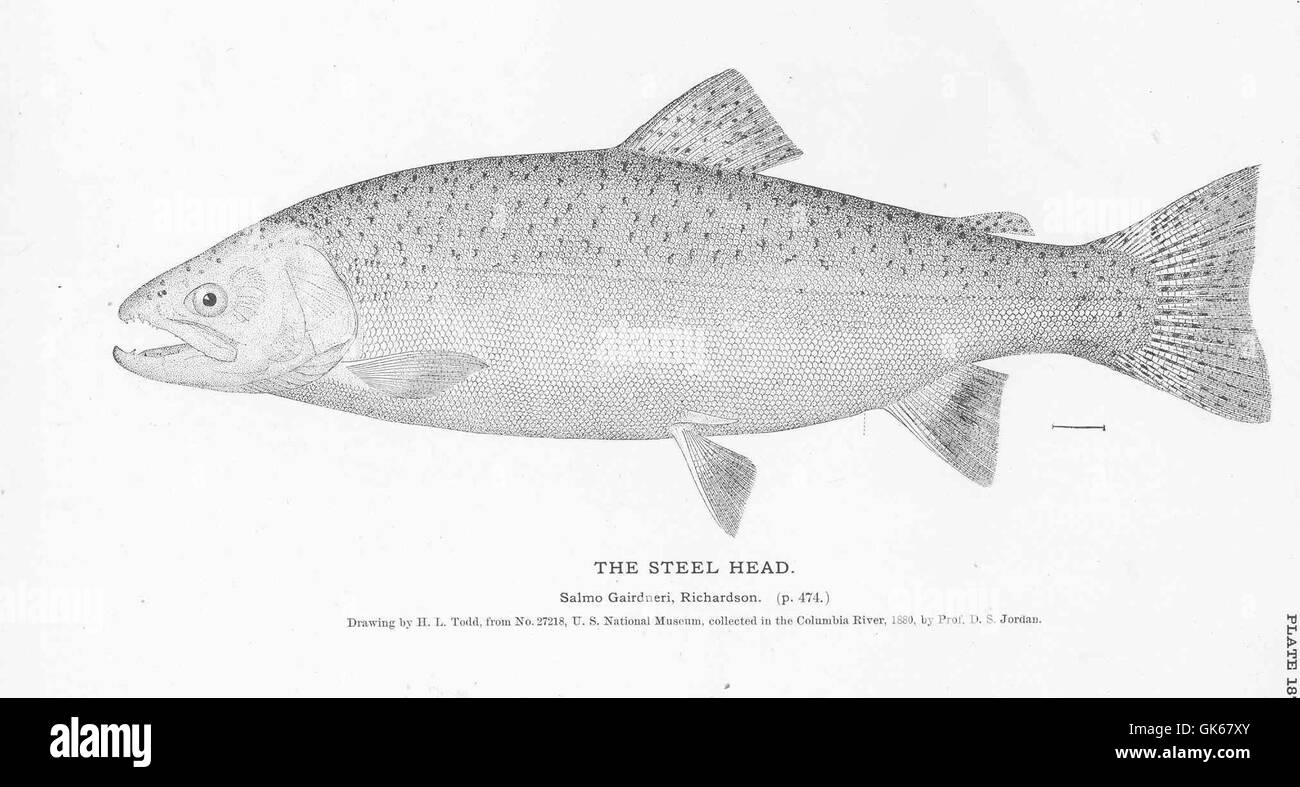 Steelhead fishing Black and White Stock Photos & Images - Alamy