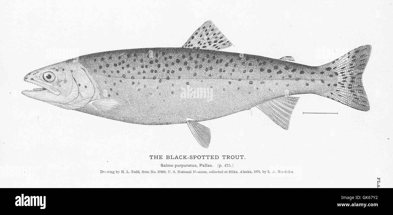 Spotted variety Black and White Stock Photos & Images - Alamy