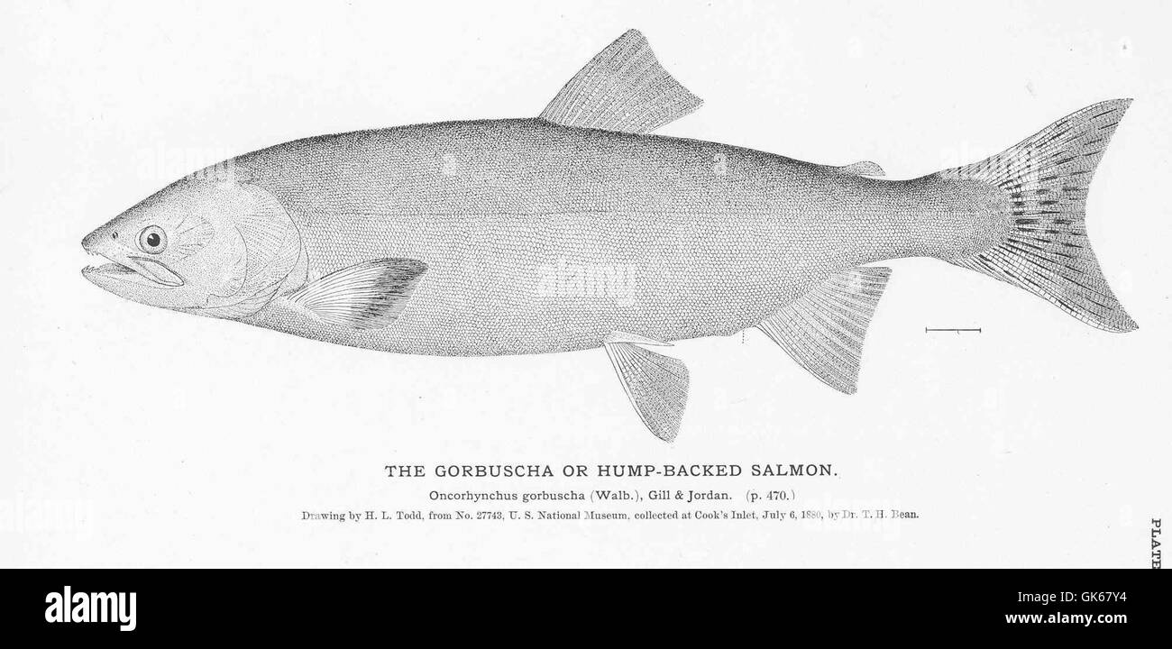 Gorbuscha, also known as humpback salmon, is a species of Pacific ...