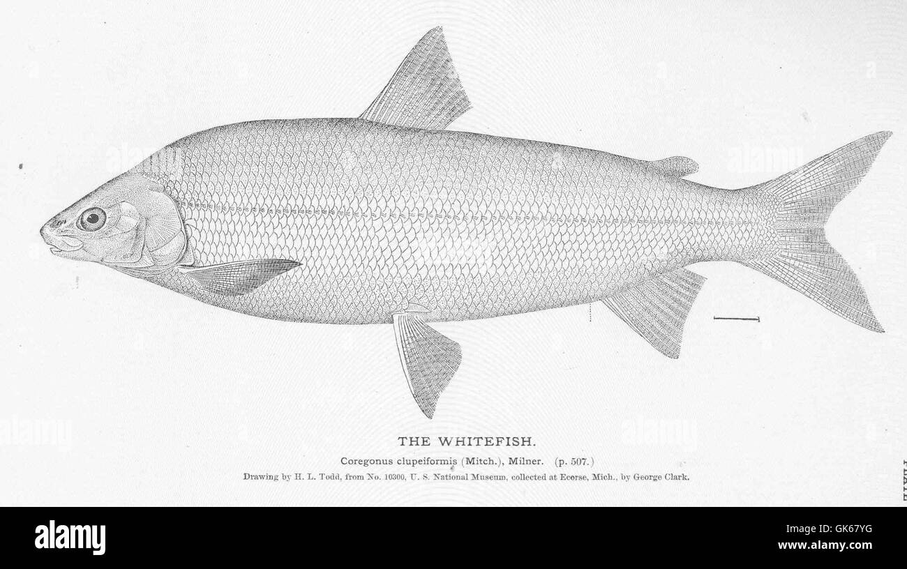 Whitefish, a common freshwater and marine species, are depicted in this ...