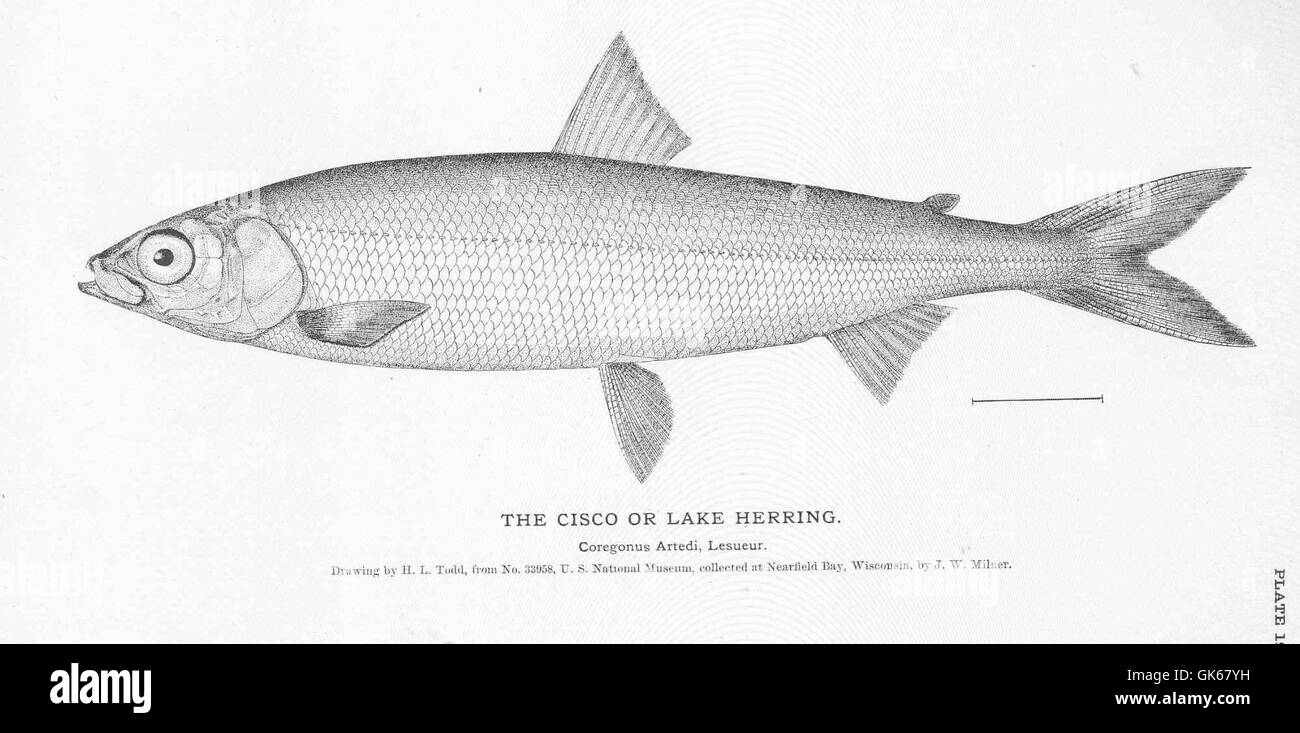 Important food fish species Black and White Stock Photos & Images - Alamy