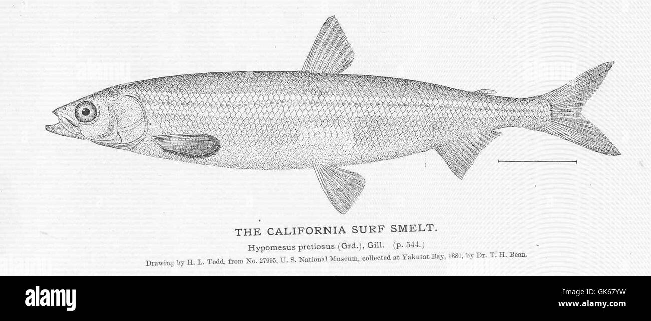 Surf borders Black and White Stock Photos & Images - Alamy