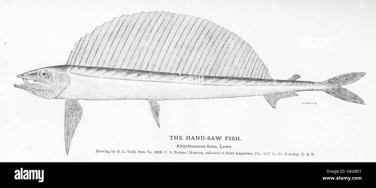 The hand-saw fish, a species with a long, flattened snout resembling a ...