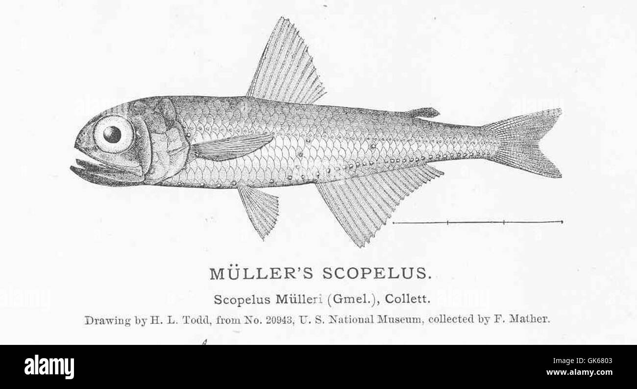 Mesopelagic ocean Cut Out Stock Images & Pictures - Alamy