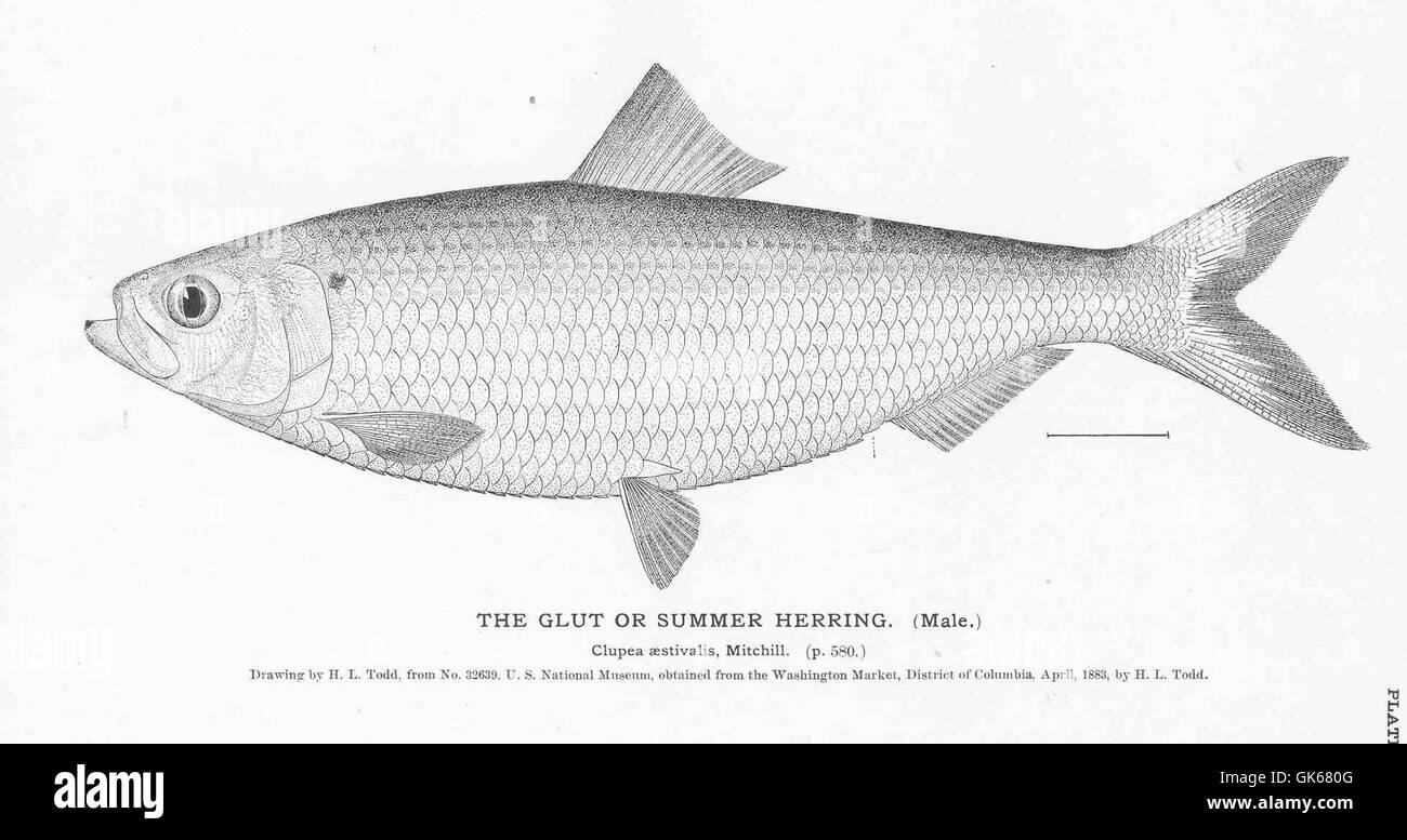 Glut or summer herring refers to a male herring caught during the ...
