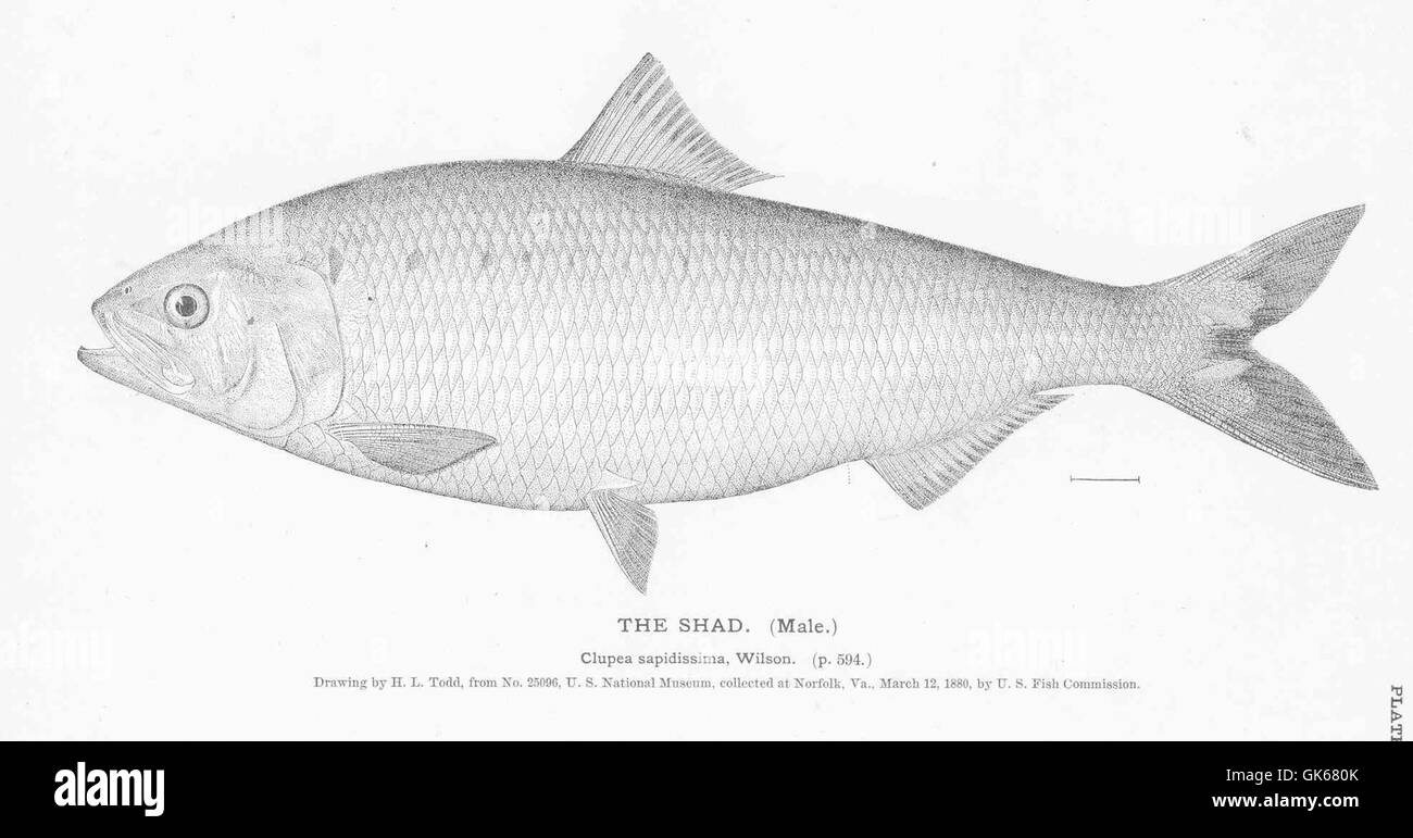 Shad i hi-res stock photography and images - Alamy