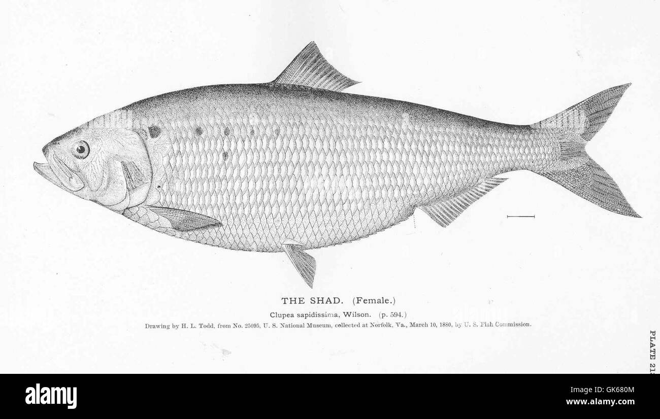 A female shad, a migratory fish species, known for its distinctive ...