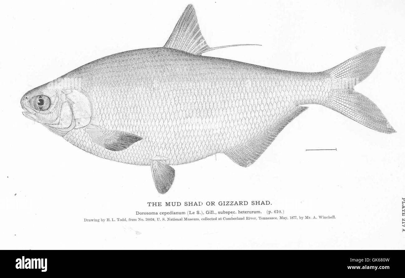 51110 Mud Shad or Gizzard Shad Stock Photo - Alamy