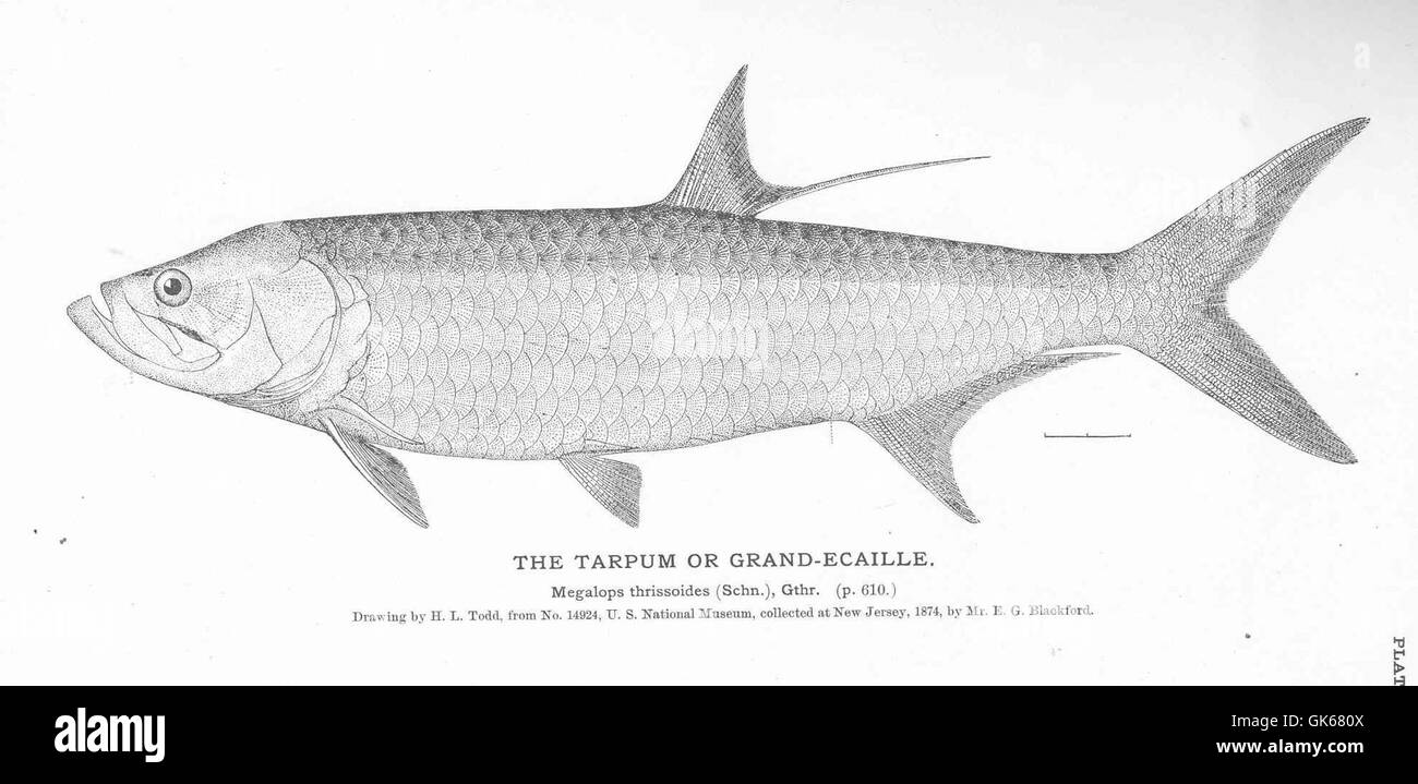 Grand ecaille hi-res stock photography and images - Alamy