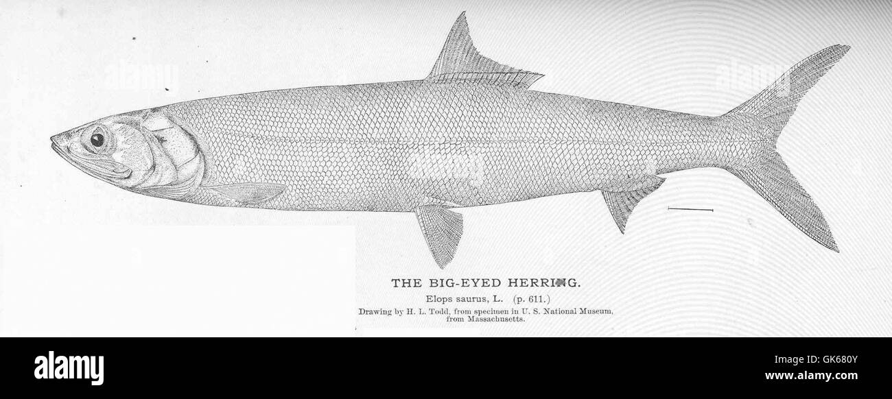 The Big-Eyed Herring, a species of herring known for its large eyes and ...