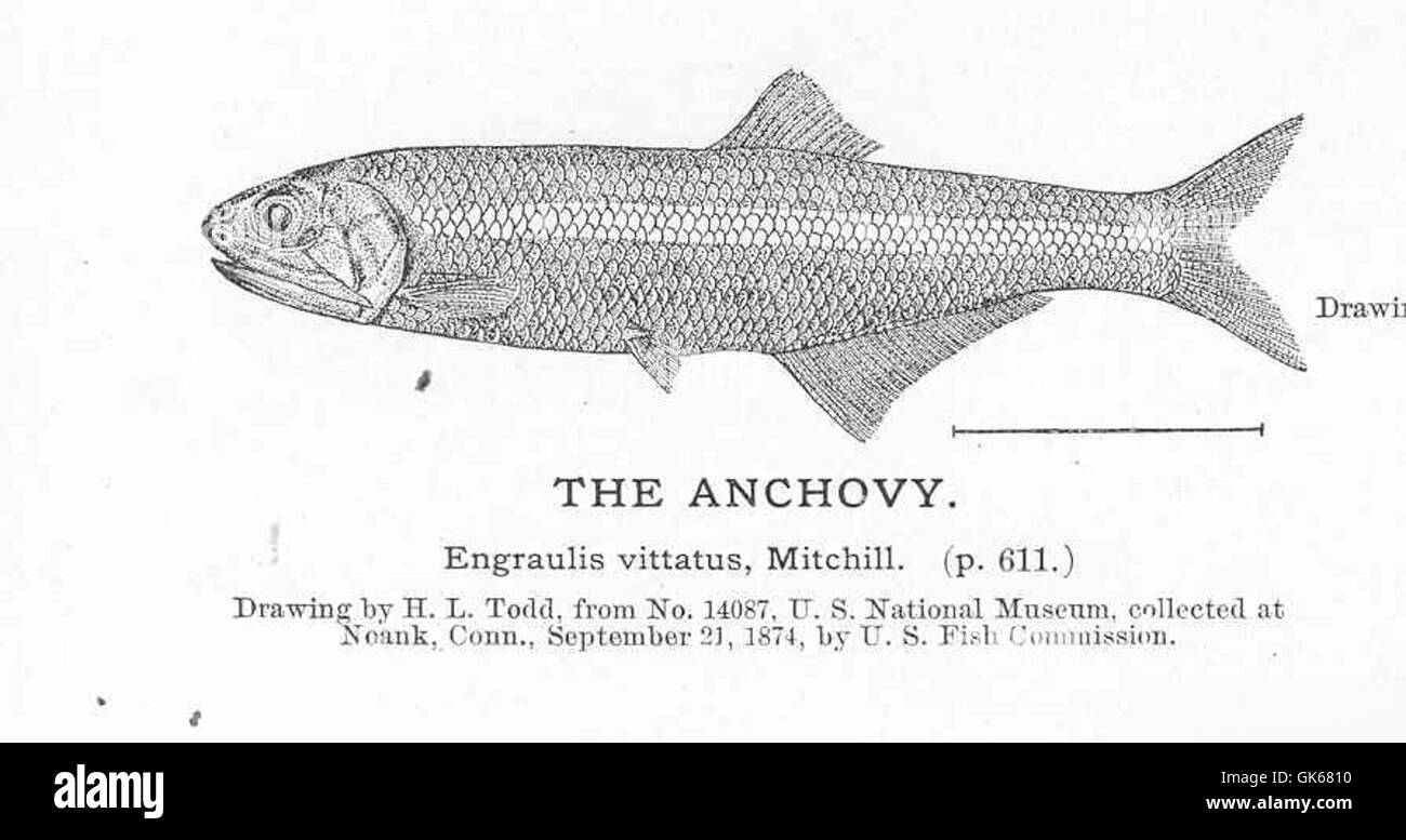 Anchovy fishing pacific Black and White Stock Photos & Images - Alamy